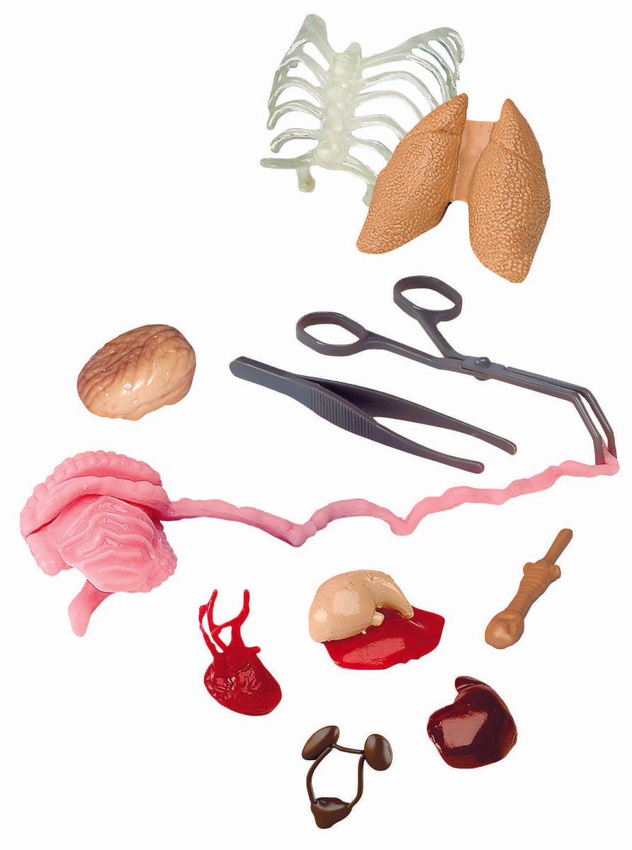 Squishy Human Body Set – Portsmouth Museum Gift Shop